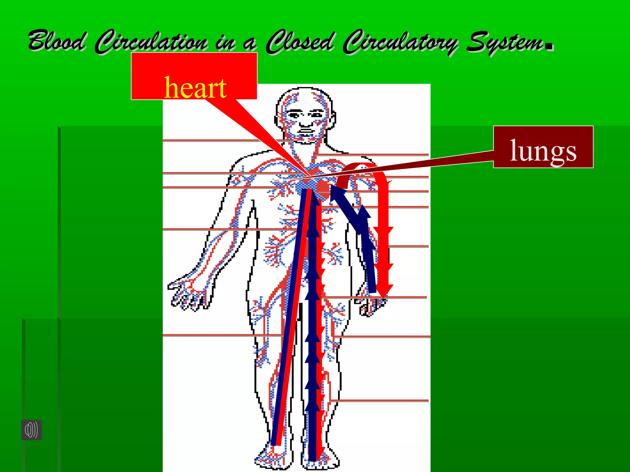 Blood circulation | PPT