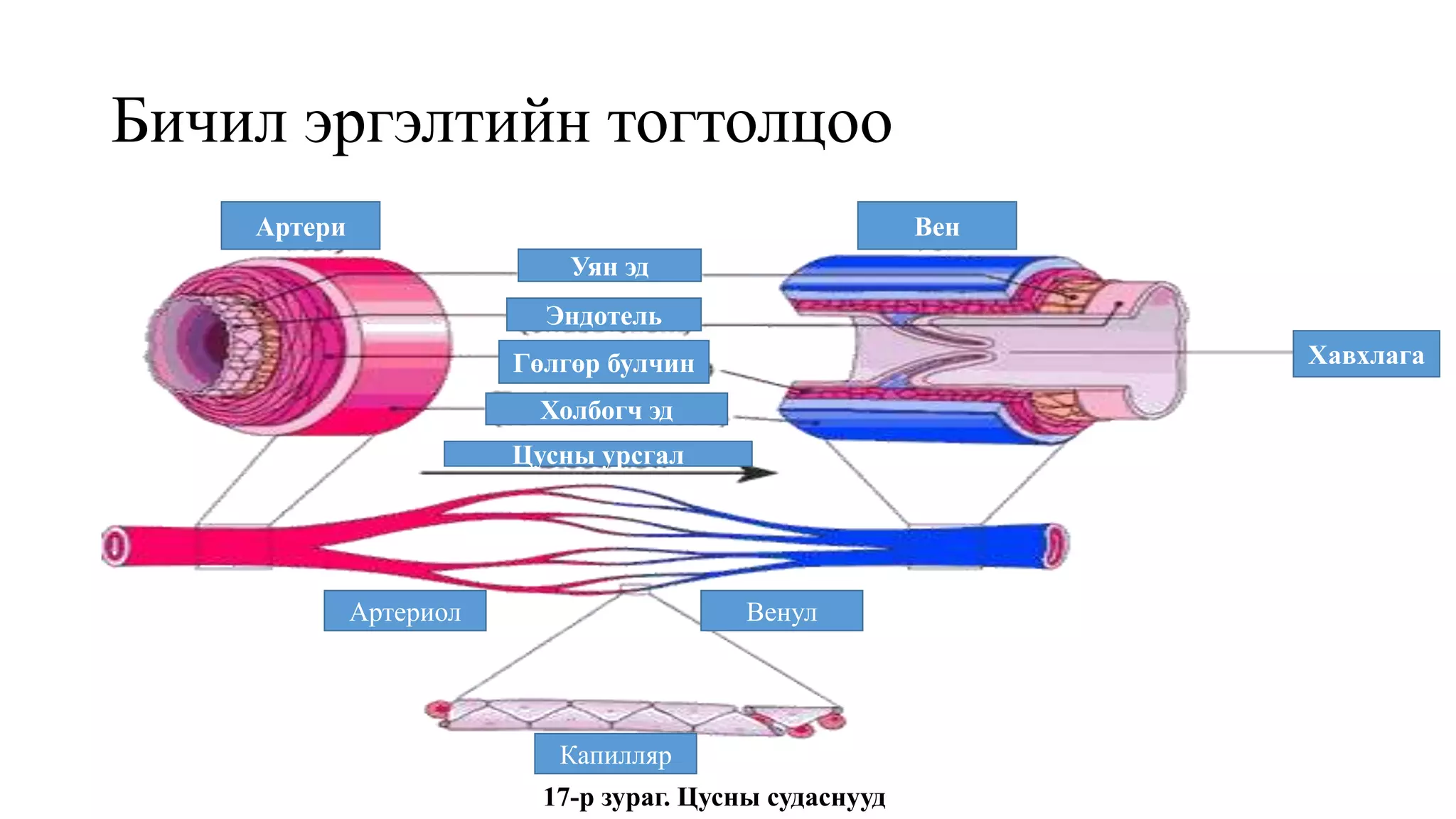 Цусны эргэлтийн эрхтэн тогтолцоо Ppt