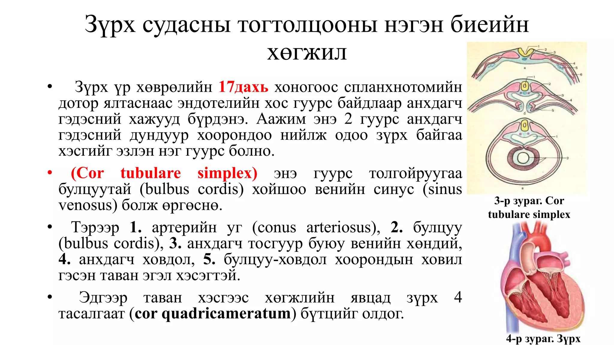 Цусны эргэлтийн эрхтэн тогтолцоо Pptx