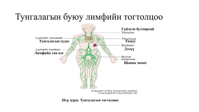 Цусны эргэлтийн эрхтэн тогтолцоо