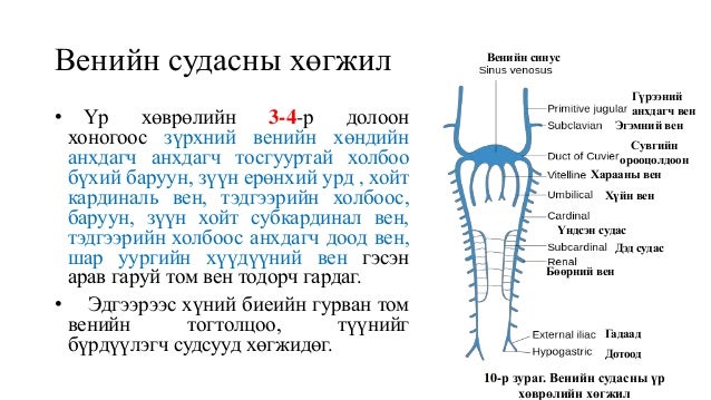 Цусны эргэлтийн эрхтэн тогтолцоо