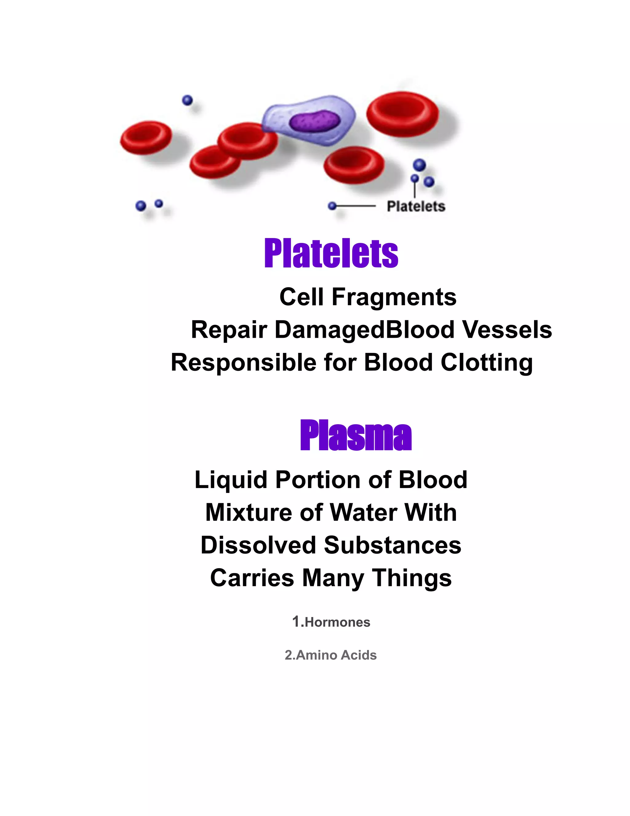 Blood Circulation 1 Pdf