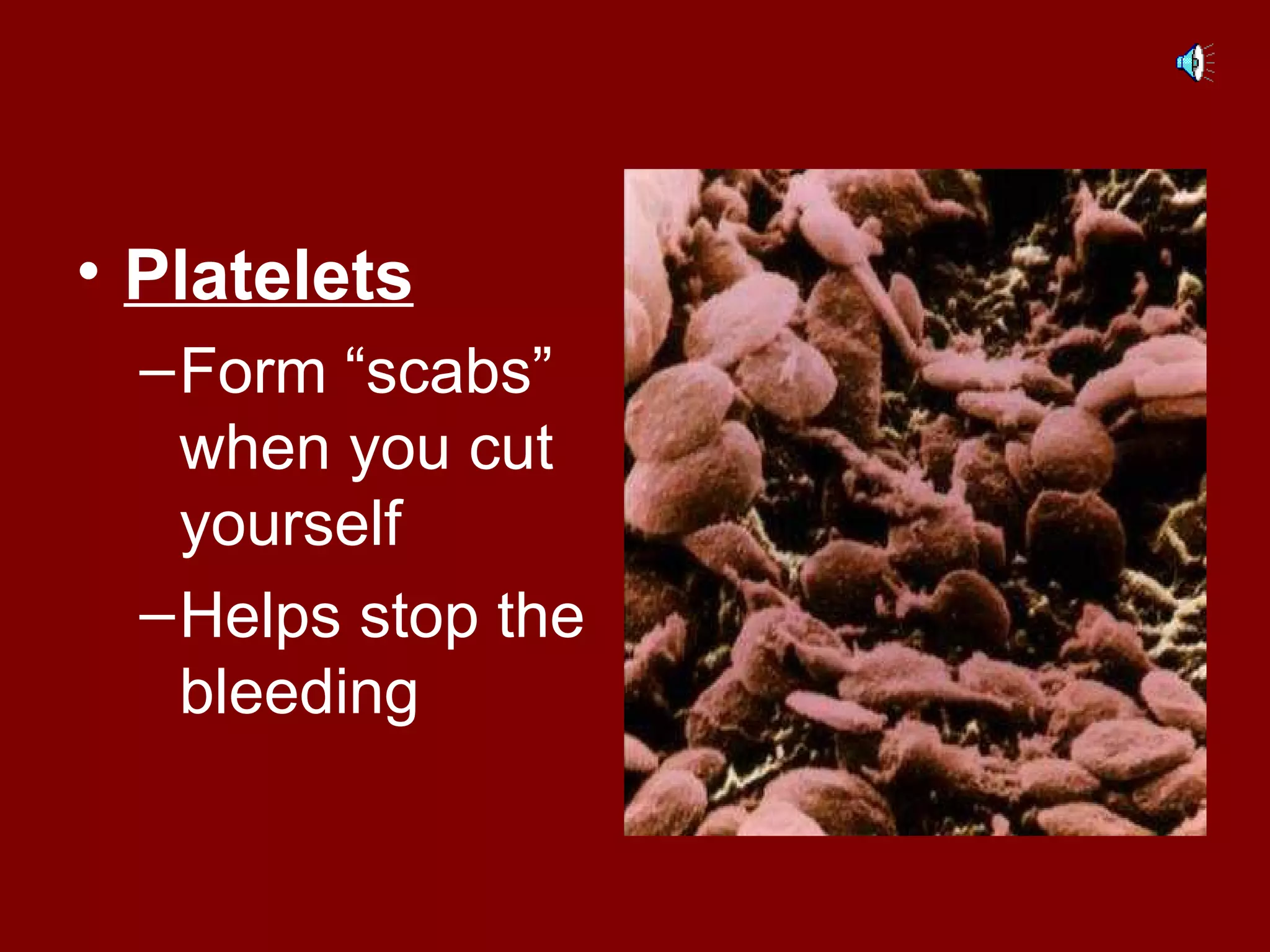 Blood & Circulation | PPT