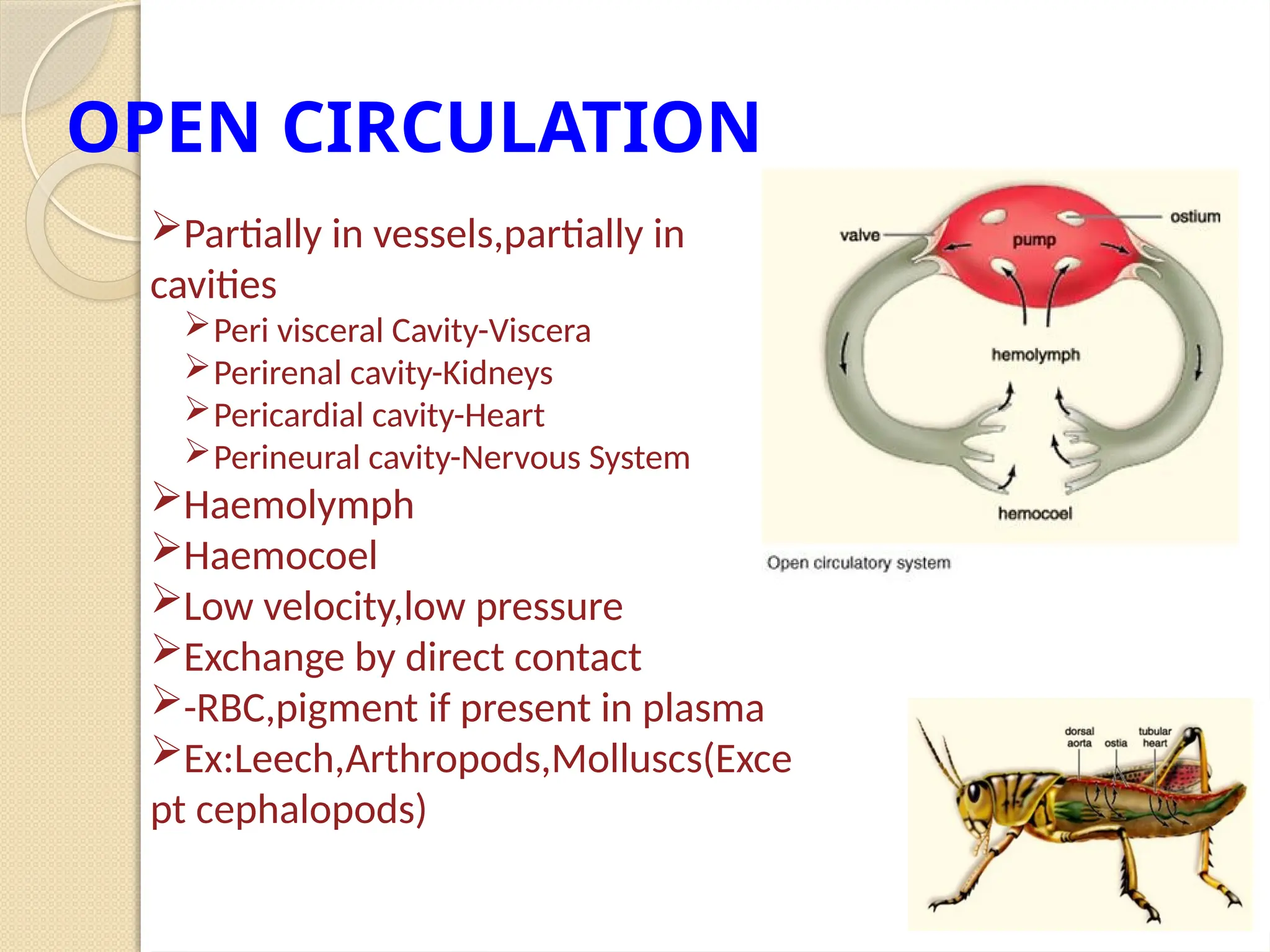 Basic concepts of blood circulation in mammals | PPT