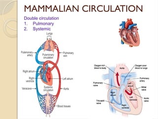 Basic concepts of blood circulation in mammals | PPTX