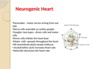 Basic concepts of blood circulation in mammals | PPTX