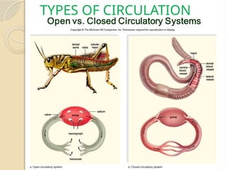 Basic concepts of blood circulation in mammals | PPTX