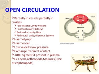 Basic concepts of blood circulation in mammals | PPTX