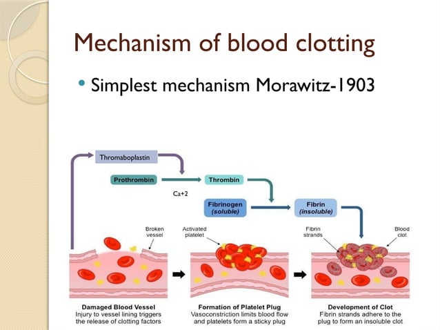 Basic concepts of blood circulation in mammals | PPT