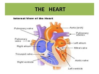 Blood circulatory system presentation | PPT