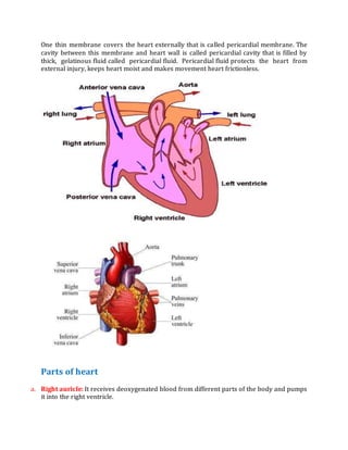 Blood circulatory system | DOCX