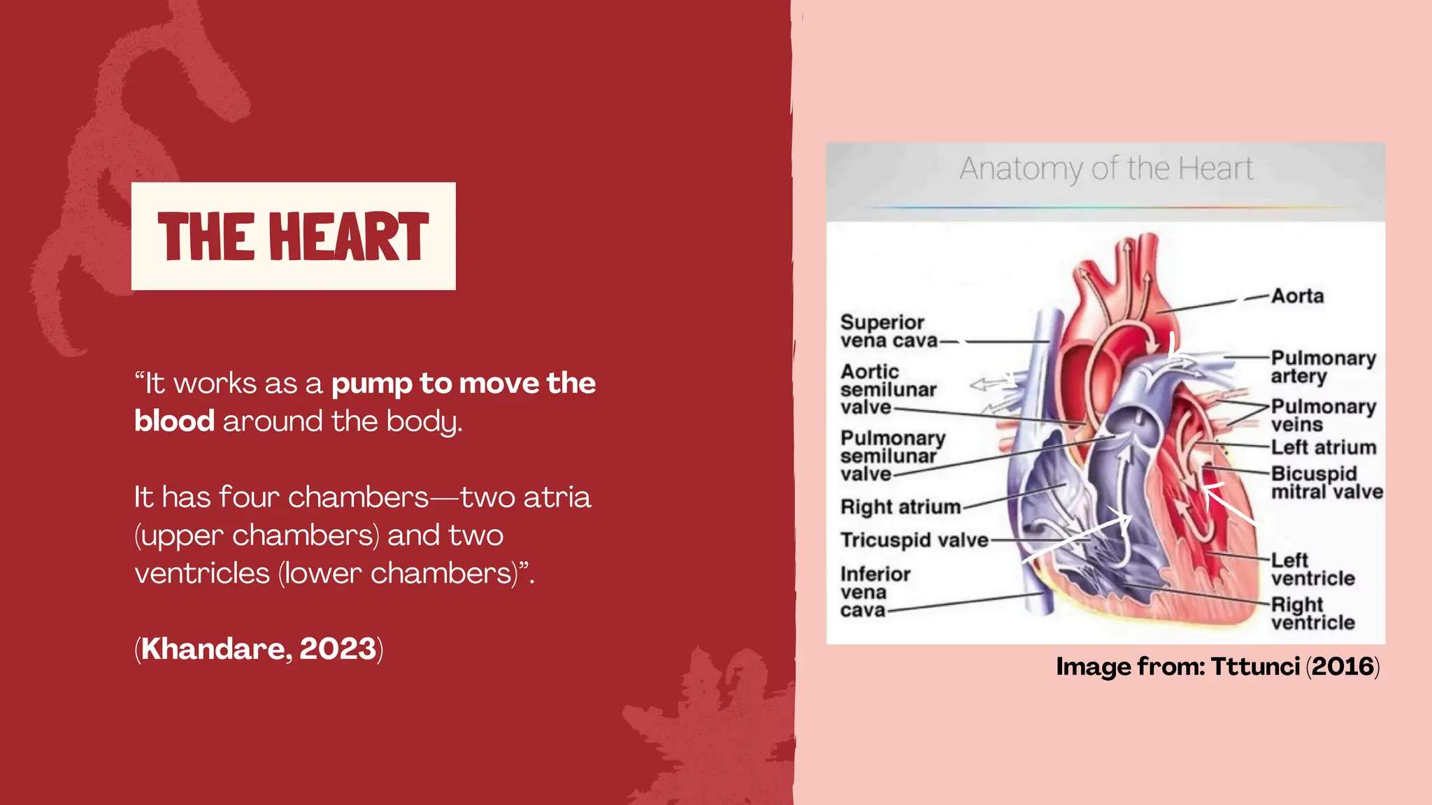 Life Sciences: Blood Circulatory System.pdf