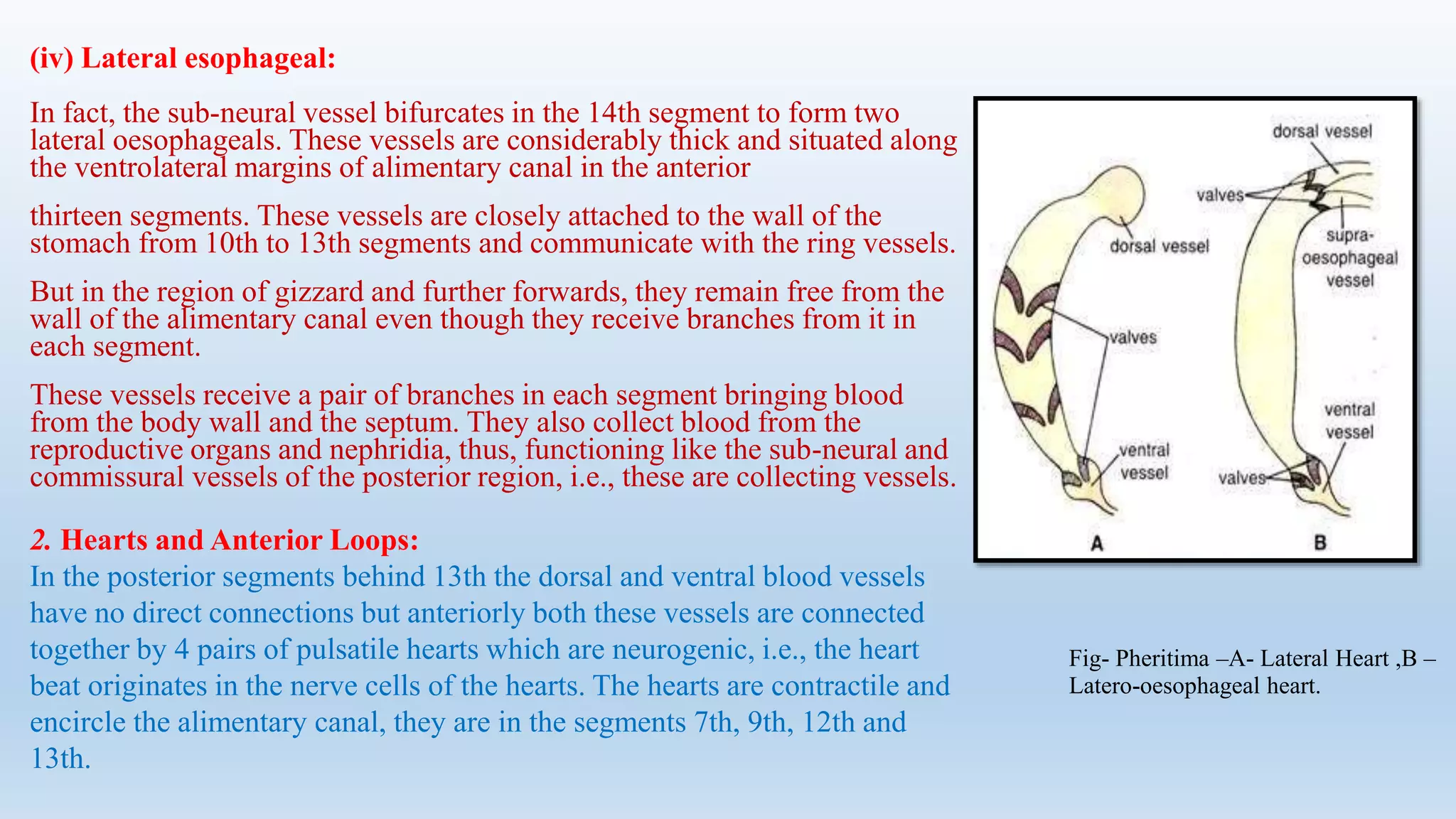 Blood circulatory system of earthworm | PPTX