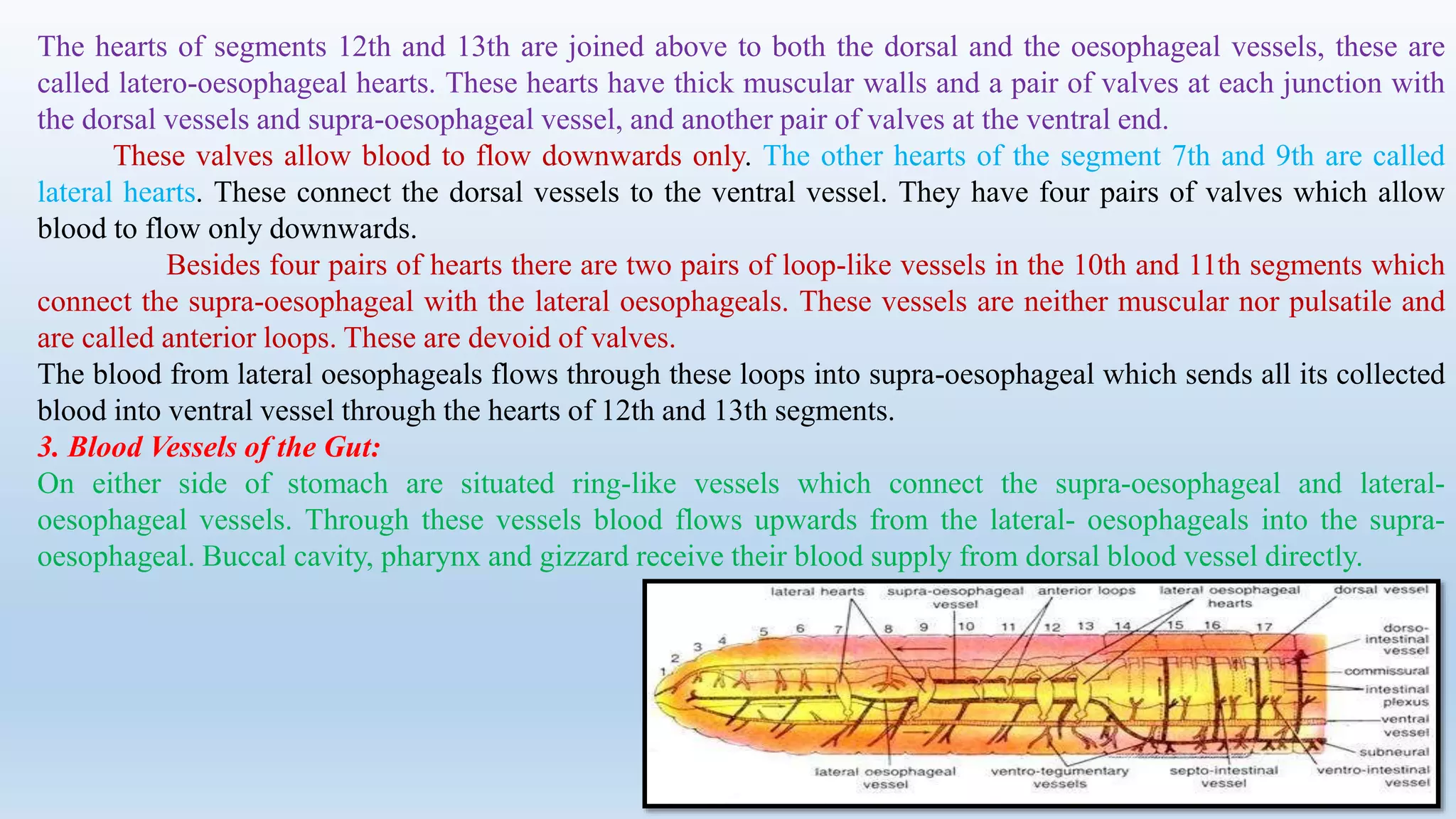 Blood circulatory system of earthworm | PPTX