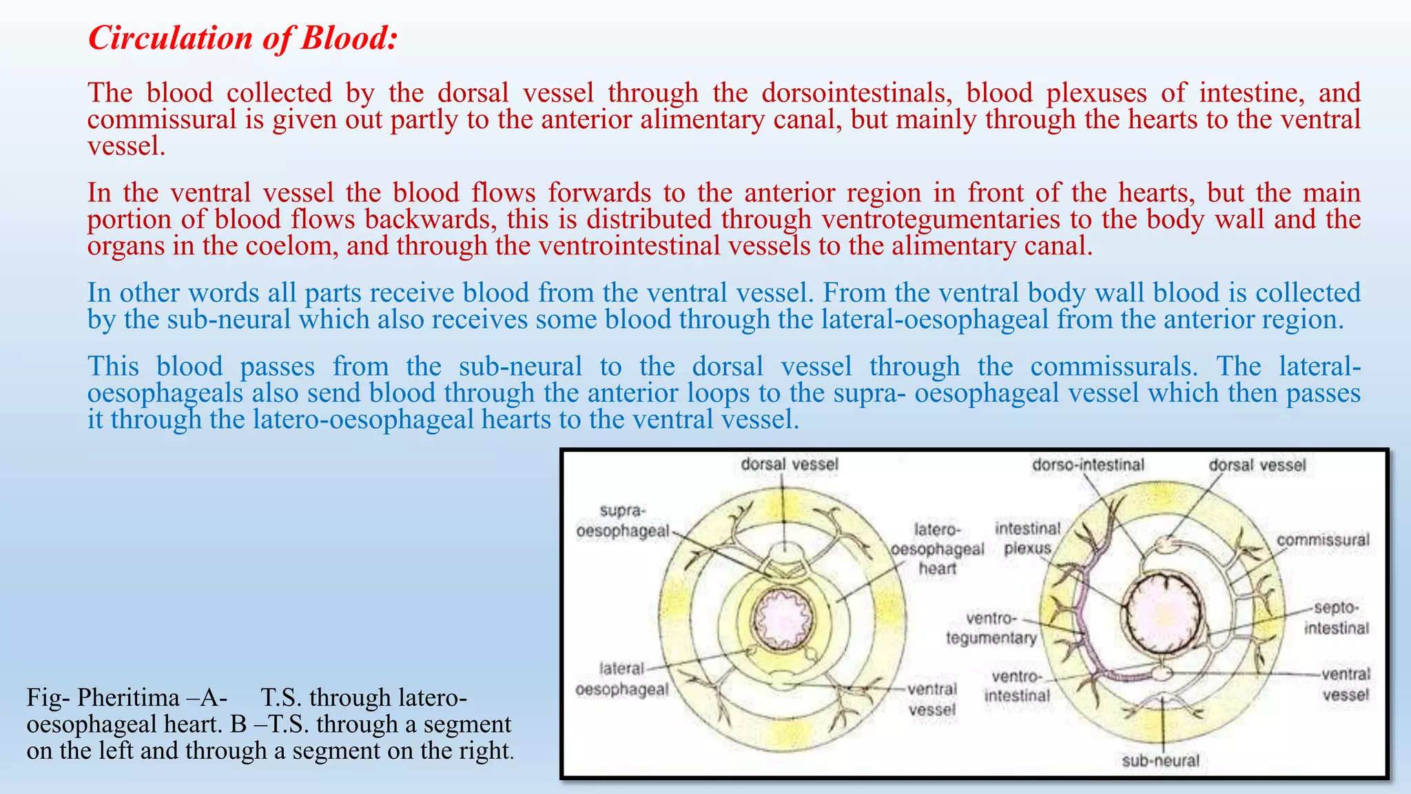 Blood circulatory system of earthworm | PPT