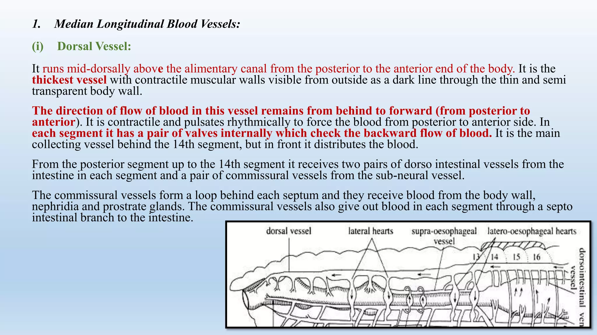 Blood circulatory system of earthworm | PPT