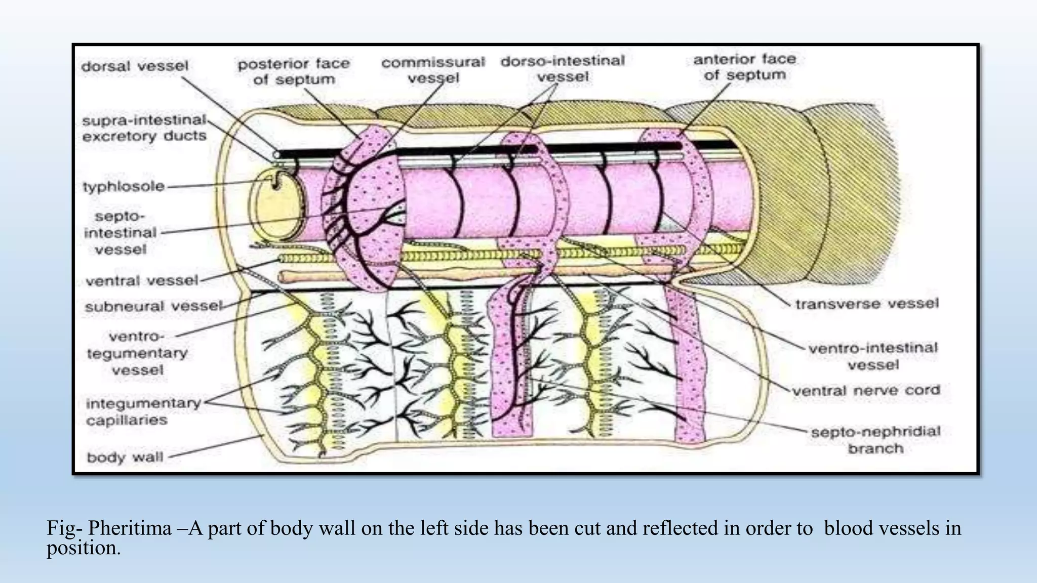 Blood circulatory system of earthworm | PPT