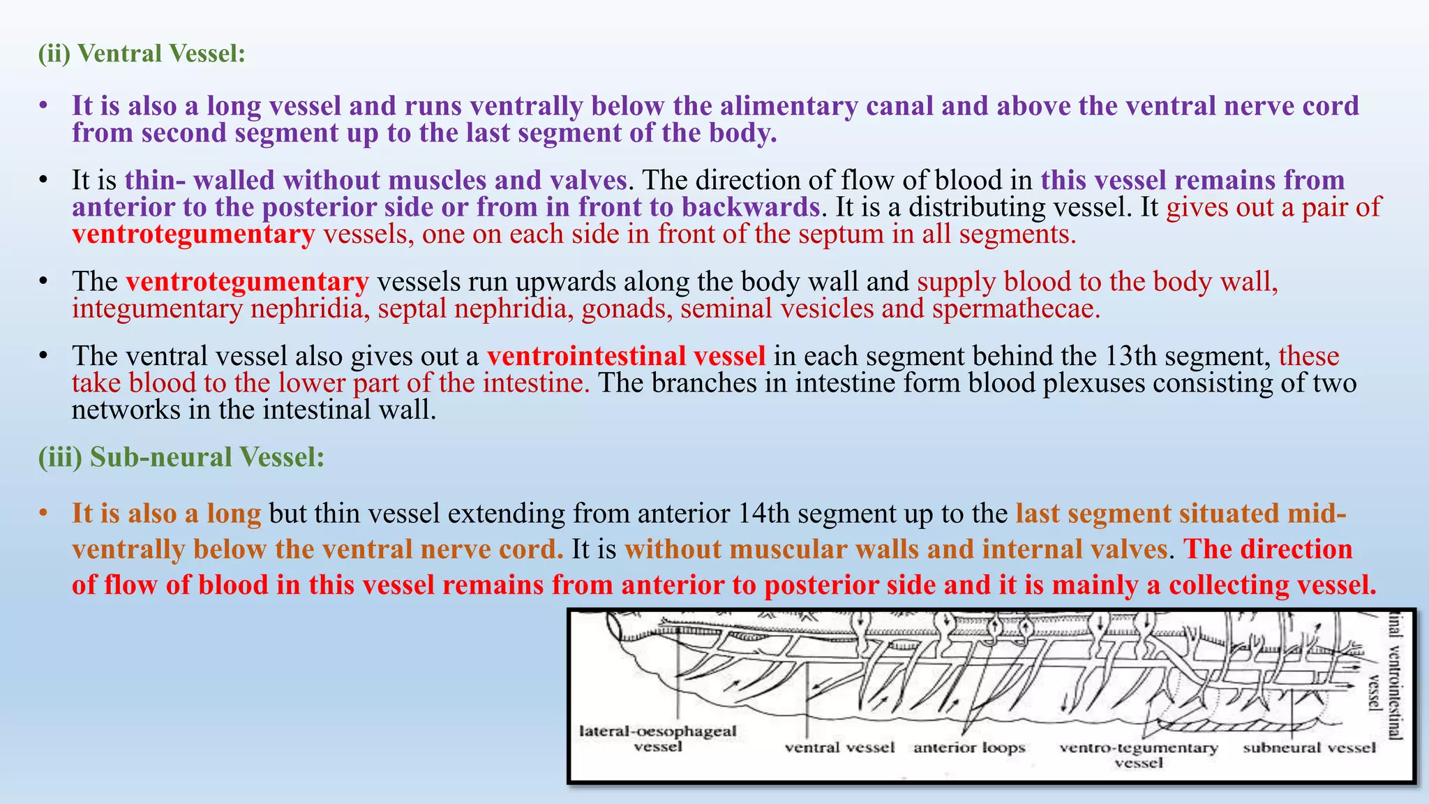 Blood circulatory system of earthworm | PPT