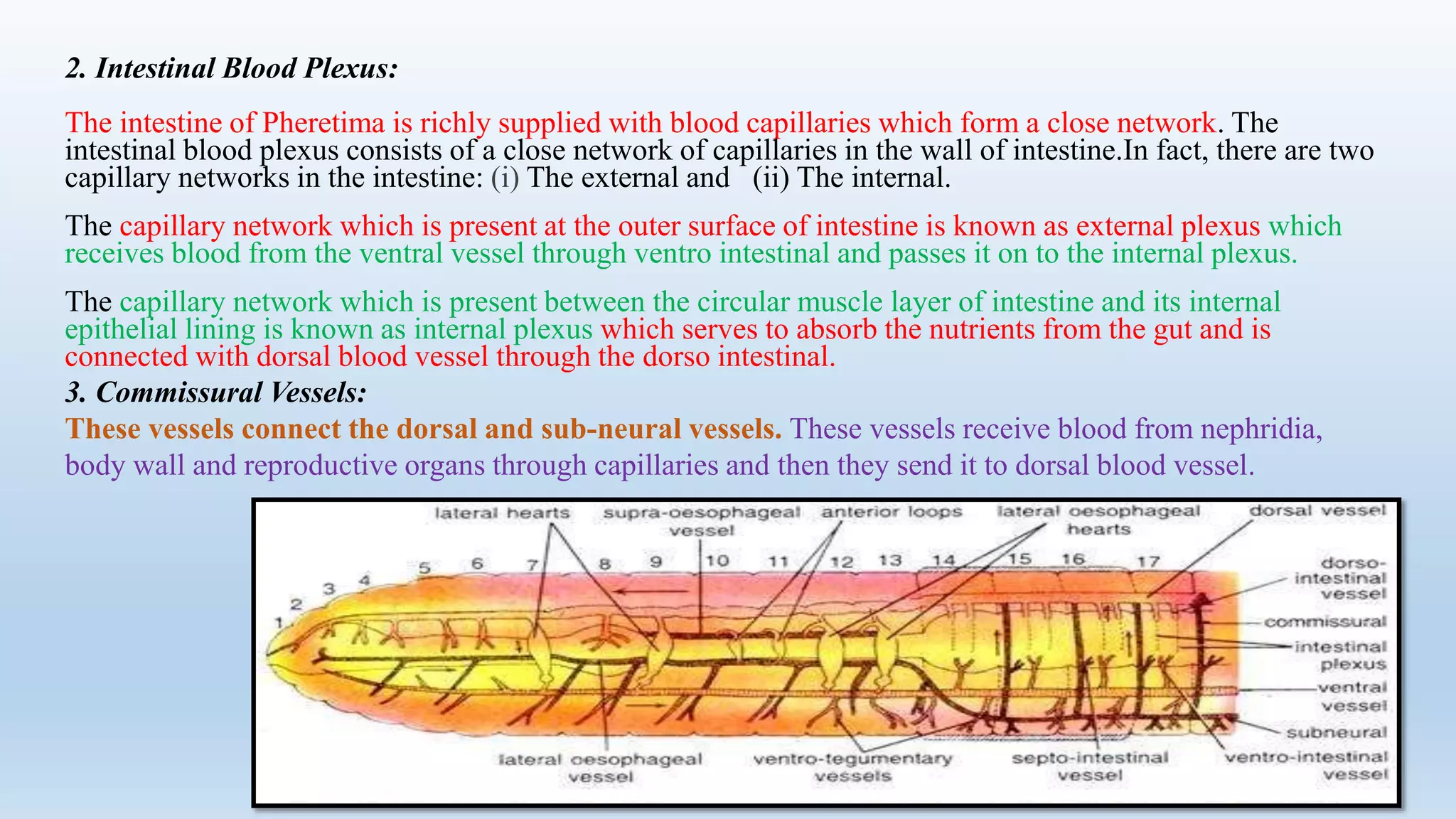 Blood circulatory system of earthworm | PPT