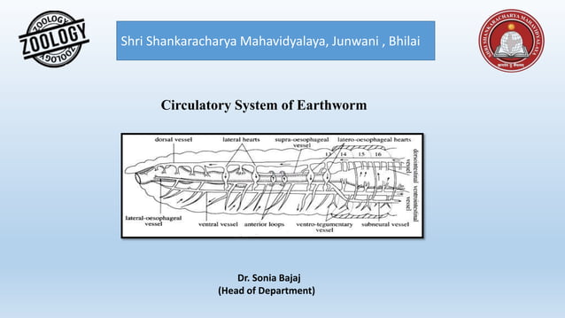 Blood circulatory system of earthworm | PPT