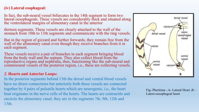 Blood circulatory system of earthworm | PPT
