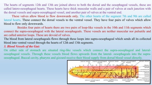Blood circulatory system of earthworm | PPT