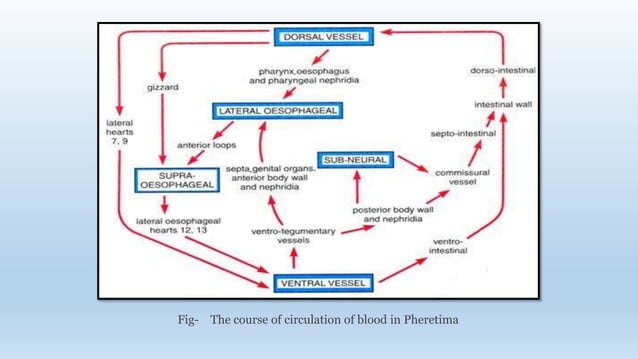 Blood circulatory system of earthworm | PPT