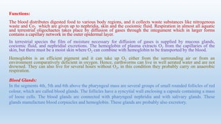 Blood circulatory system of earthworm | PPT
