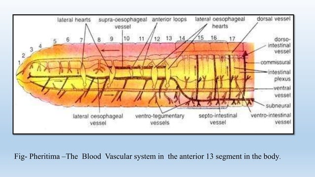 Blood circulatory system of earthworm | PPT