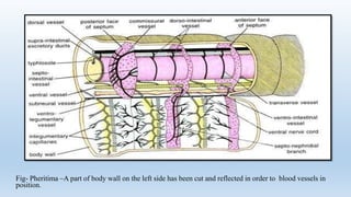 Blood circulatory system of earthworm | PPT