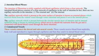 Blood circulatory system of earthworm | PPT