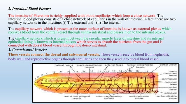 Blood circulatory system of earthworm | PPT