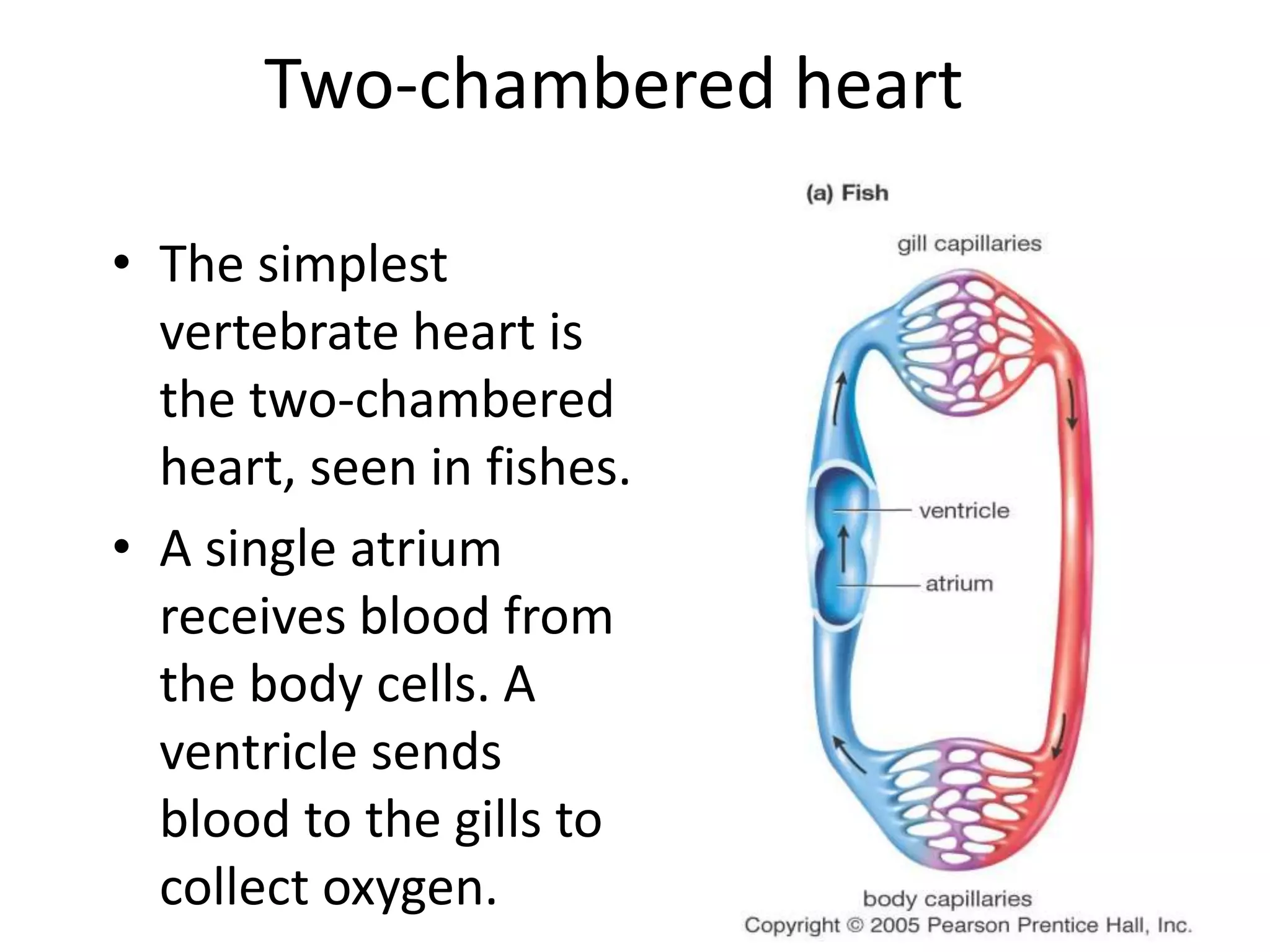 Blood circulatory sytem | PPT