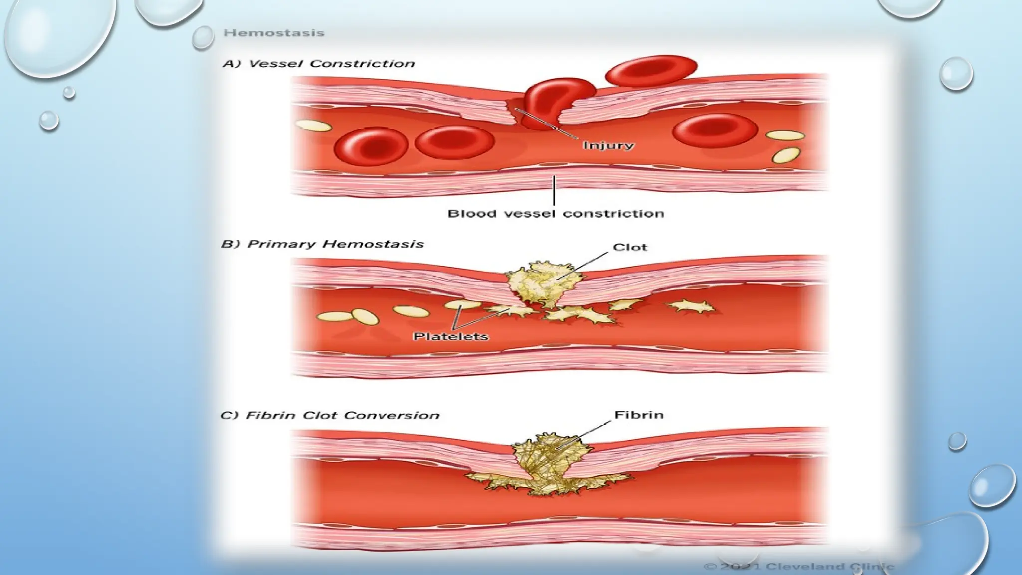 blood clotting. factors, mechanism and body response | PPTX
