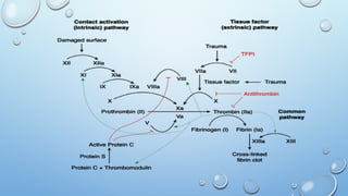 blood clotting. factors, mechanism and body response | PPTX