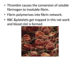 Blood clotting | PPTX