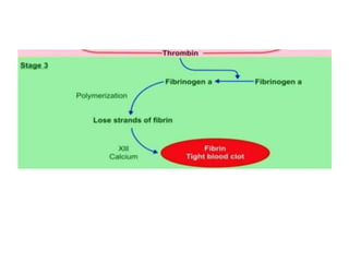 blood time and clotting time bleeding disorders | PPTX