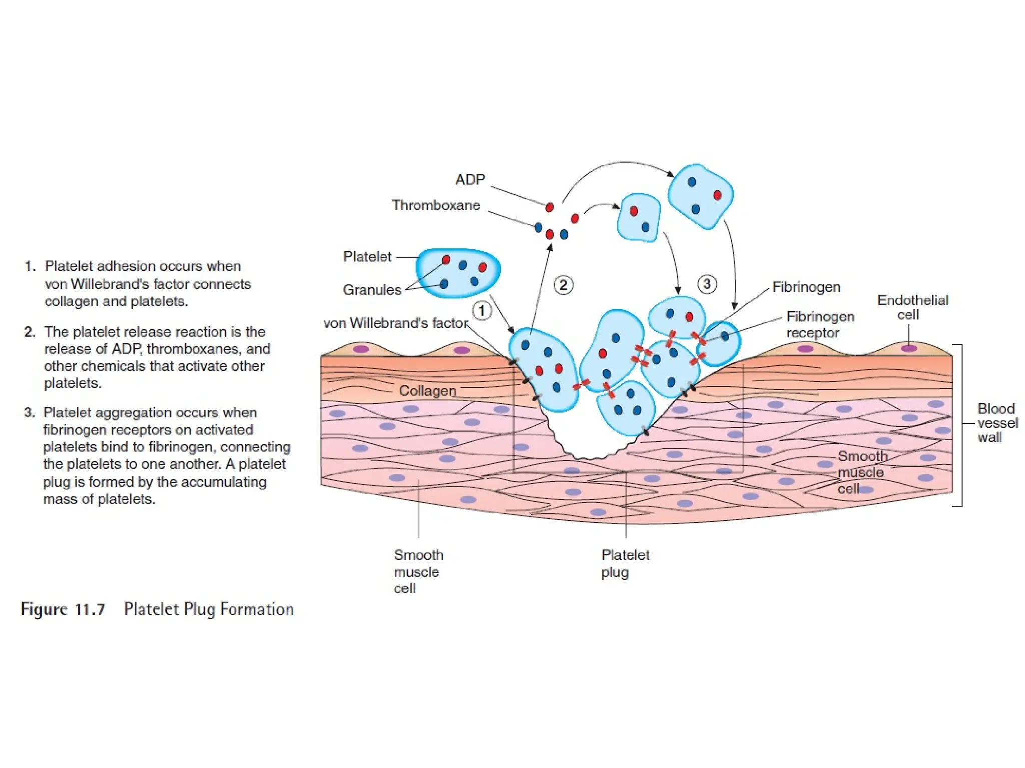 blood clotting and pathways of clotting.pptx
