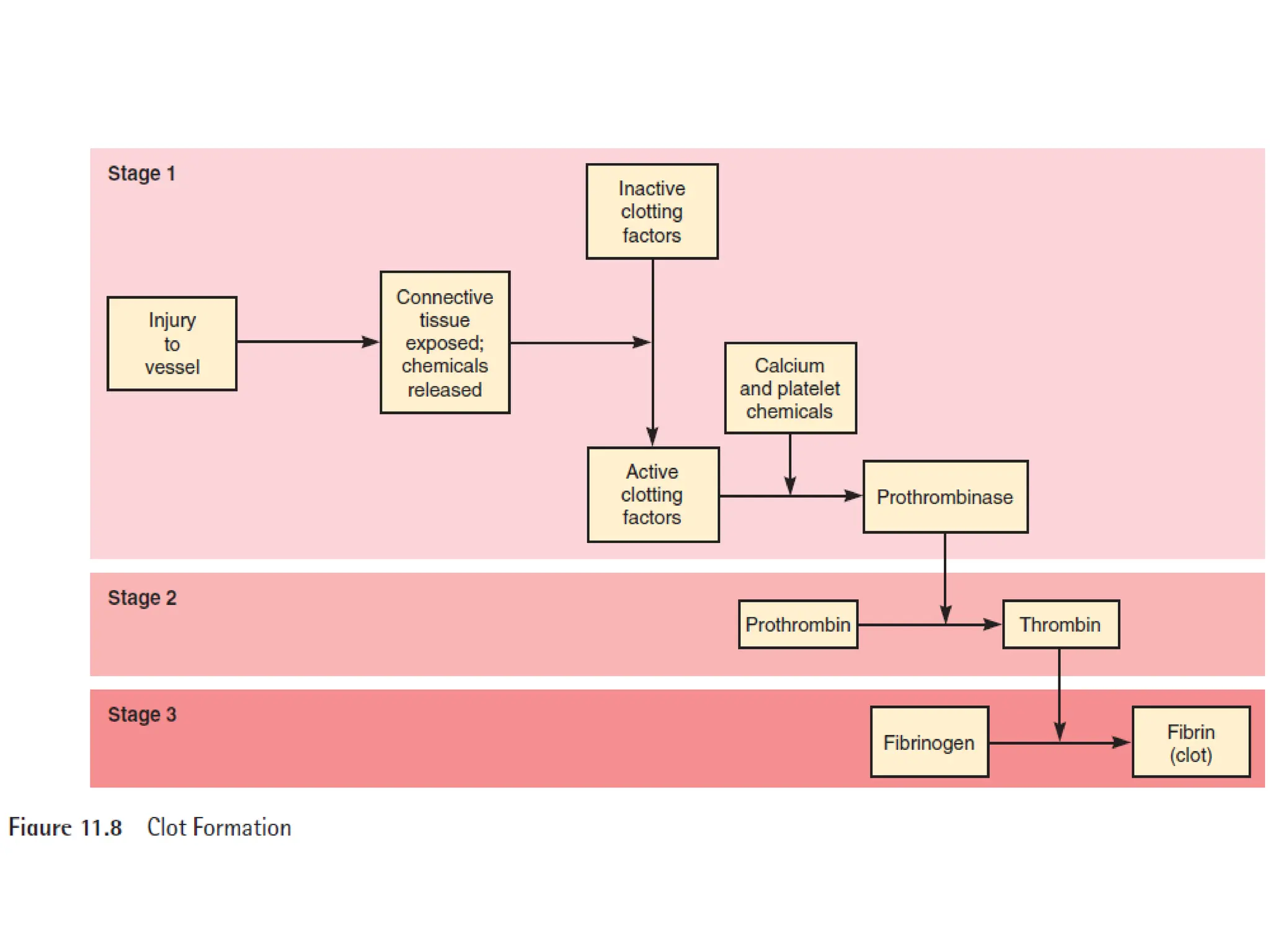 blood clotting and pathways of clotting.pptx