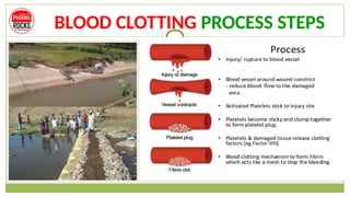 BLOOD CLOTTING MECHANISM COAGULATION BLOOD | PPTX