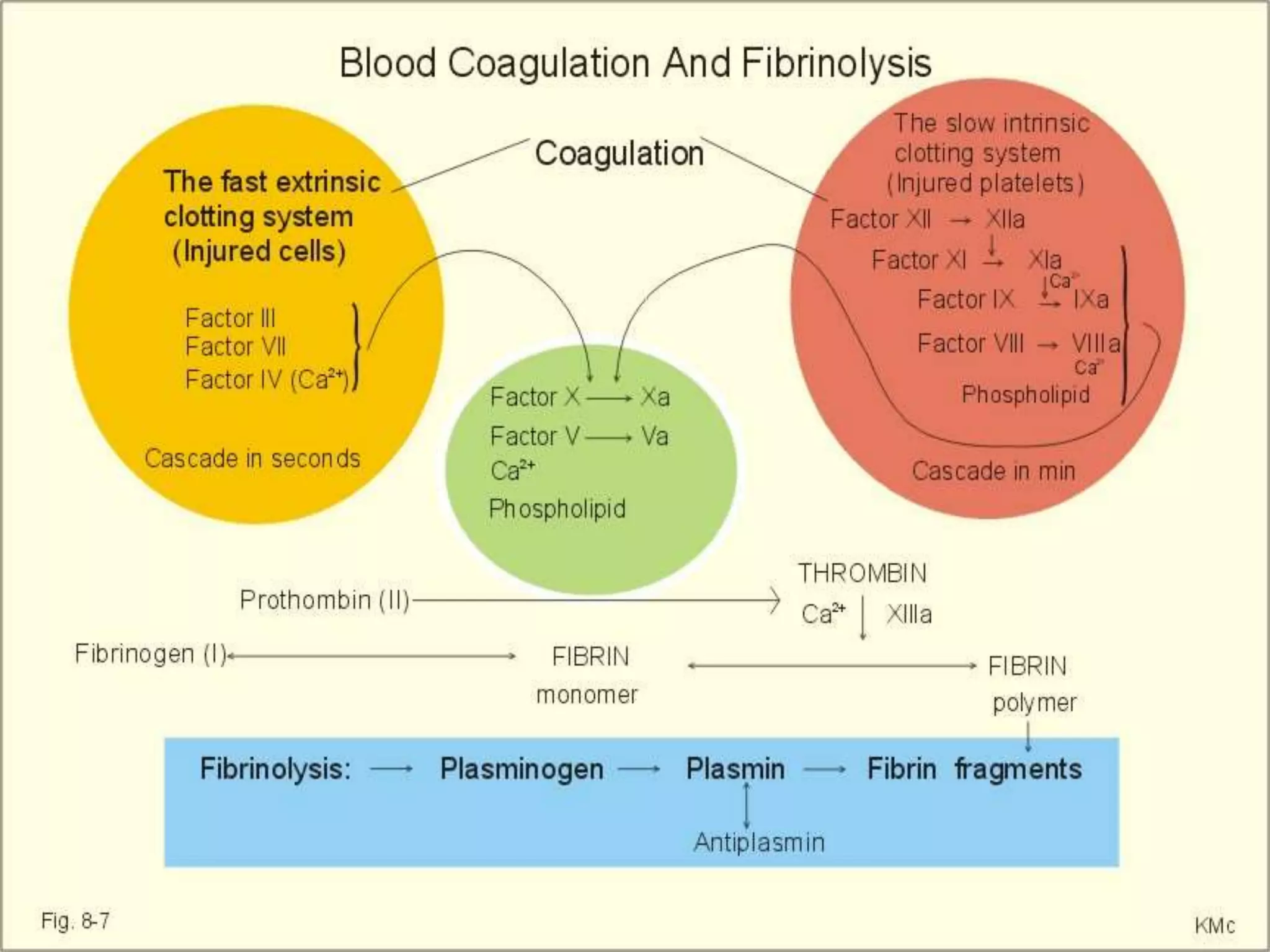 Blood coagulation | PPTX