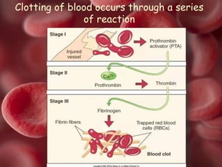 Blood coagulation | PPT