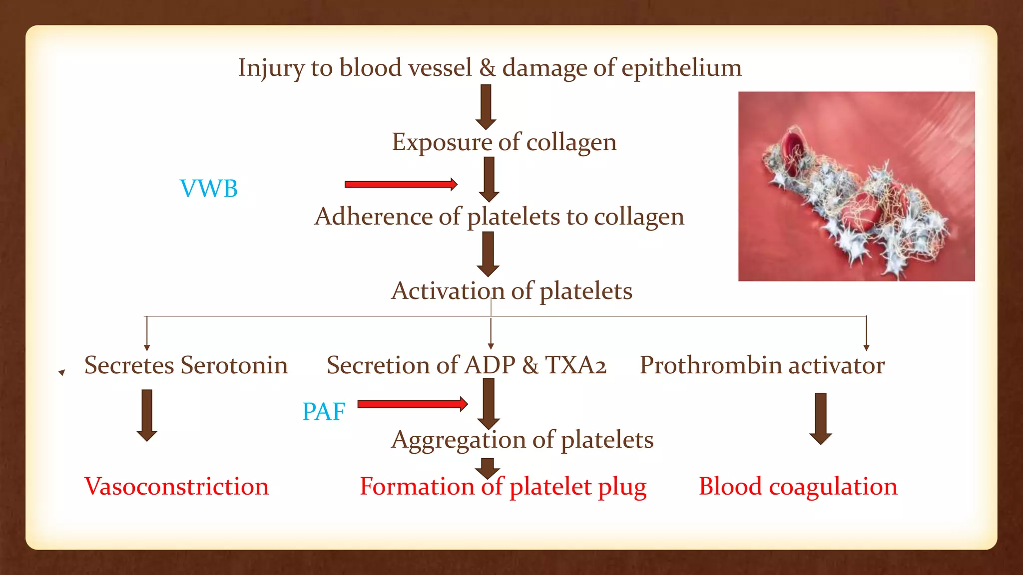 Blood coagulation | PPTX | Blood Disorders | Diseases and Conditions