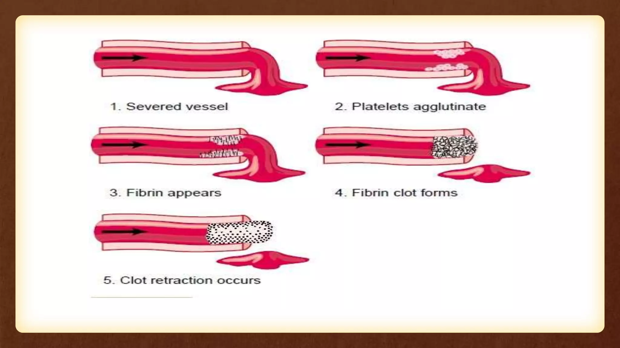 Blood coagulation | PPTX | Blood Disorders | Diseases and Conditions