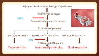 Blood coagulation | PPTX