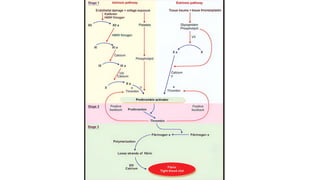 Blood Coagulation Mechanism | Hemostasis | Intrinsic & Extrinsic ...