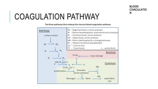 Blood Coagulation | PPT