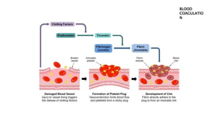Blood Coagulation | PPT