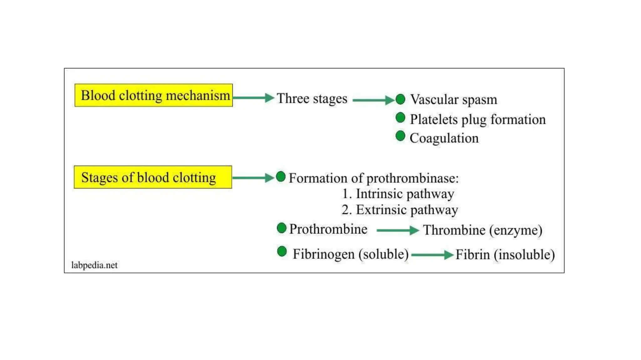 Blood_coagulation(Blood clotting Chapter).pdf | Free Download