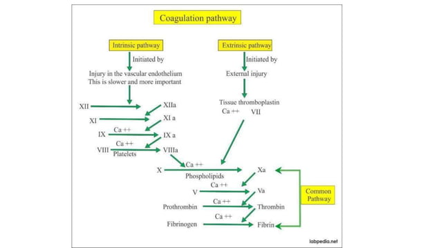 Blood_coagulation(Blood clotting Chapter).pdf